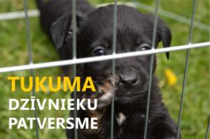 Dzīvnieku patversme - Suņu patversme - Kaķu patversme - Whisker.lv
